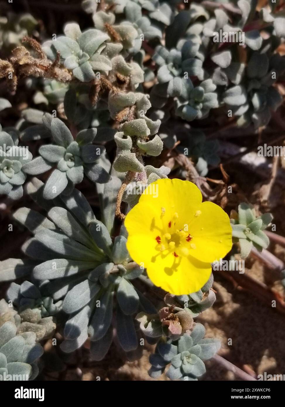 shrubby beach primrose (Camissoniopsis cheiranthifolia suffruticosa ...