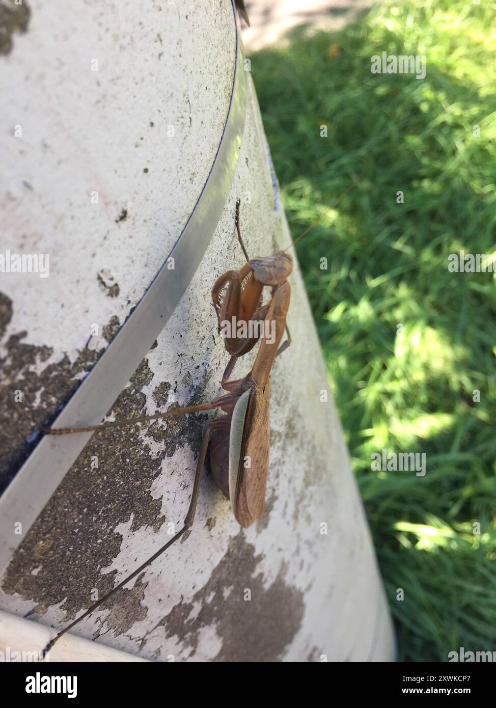 Chinese Mantis (Tenodera sinensis) Insecta Stock Photo - Alamy