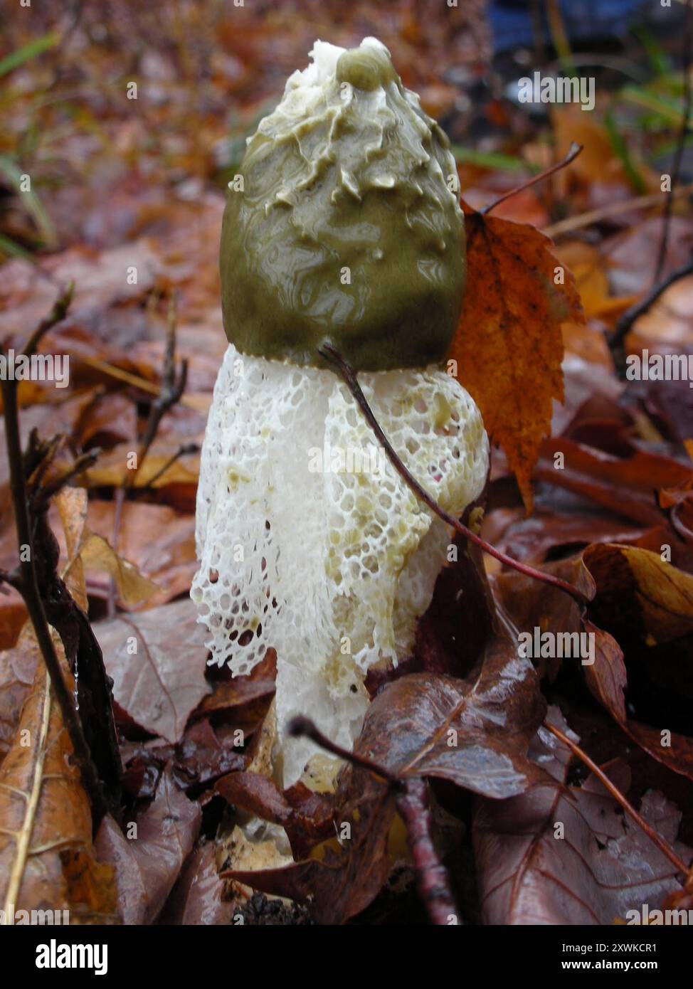 Skirted Stinkhorn (Phallus duplicatus) Fungi Stock Photo - Alamy