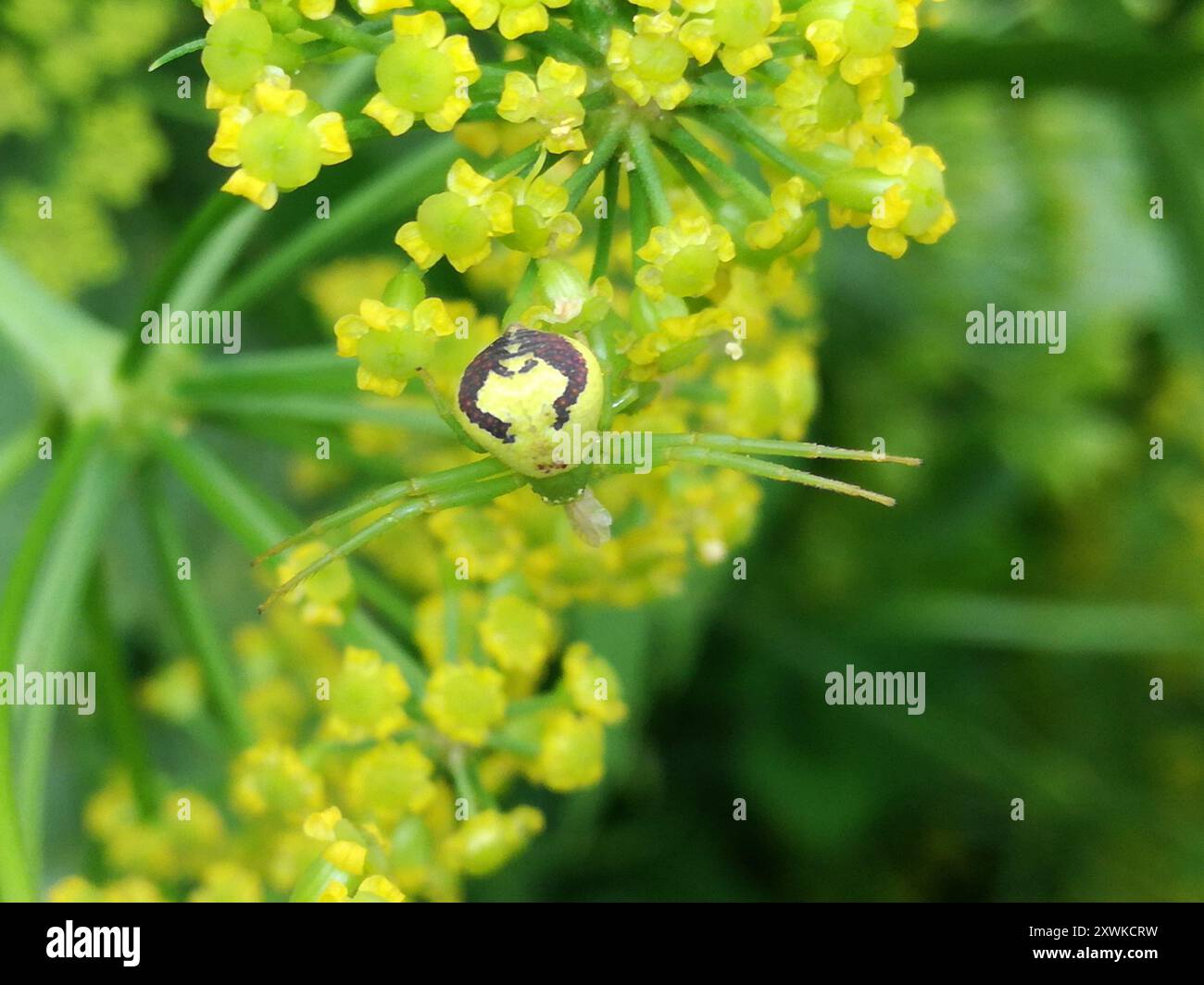 Triangle Crab Spider (Ebrechtella tricuspidata) Arachnida Stock Photo ...