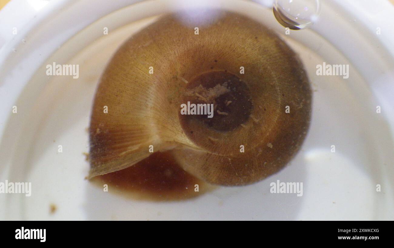 Planorbella trivolvis hi-res stock photography and images - Alamy