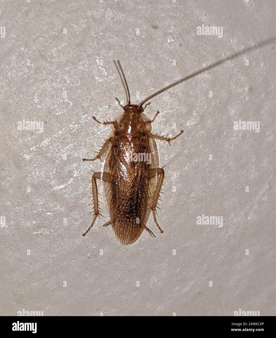Tawny Cockroach (Ectobius pallidus) Insecta Stock Photo - Alamy