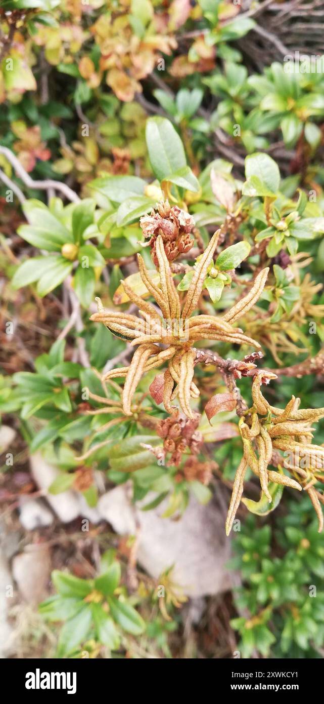 Rusty-leaved Alpenrose (Rhododendron ferrugineum) Plantae Stock Photo ...
