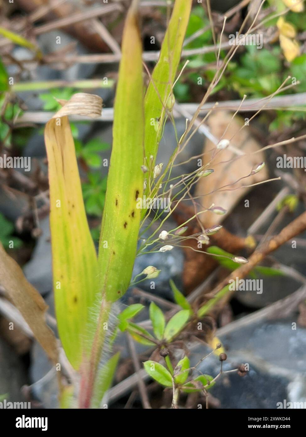 bristlegrasses, rosette grasses, barnyard grasses, and allies (Paniceae ...