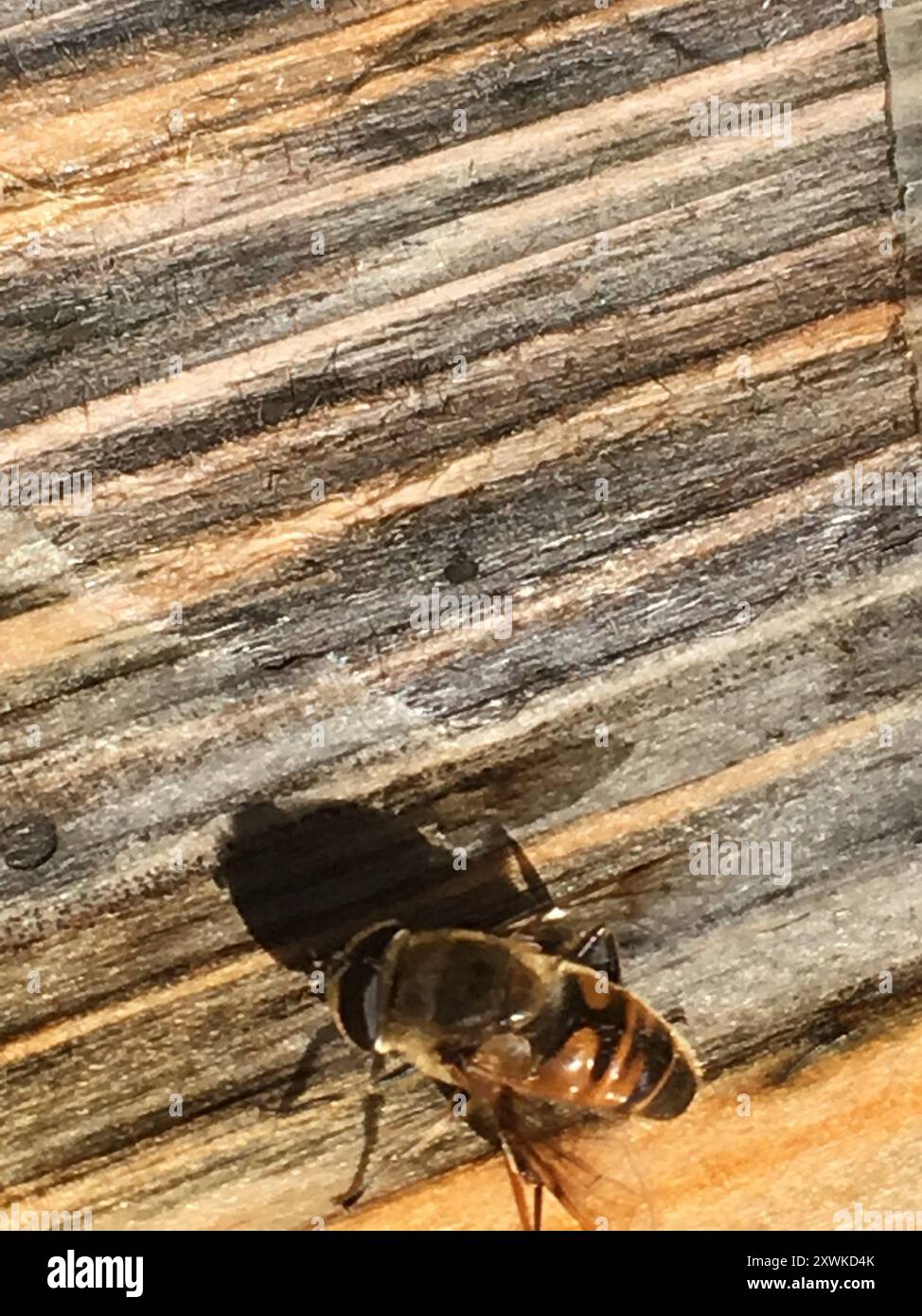 Common Drone Fly (Eristalis tenax) Insecta Stock Photo - Alamy