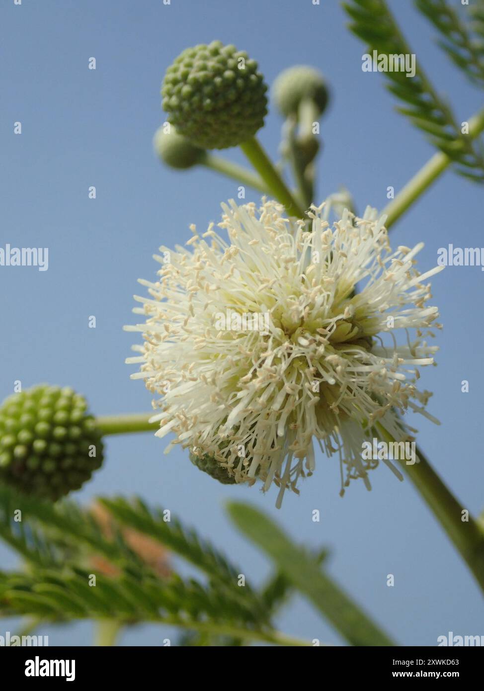 White leadtree (Leucaena leucocephala) Plantae Stock Photo - Alamy