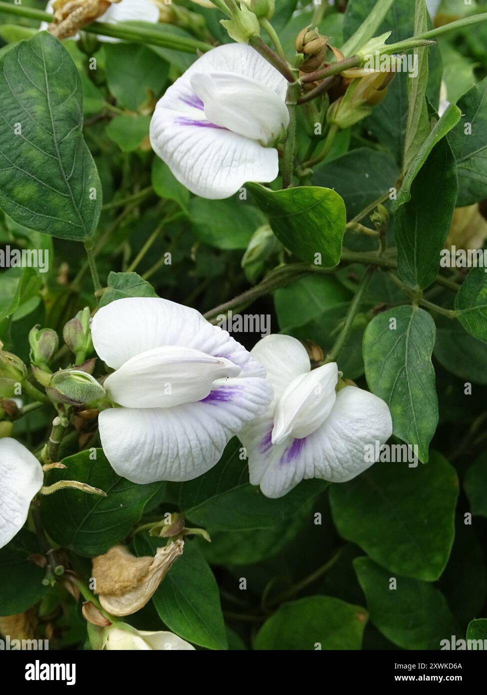 Sentro (Centrosema pubescens) Plantae Stock Photo - Alamy