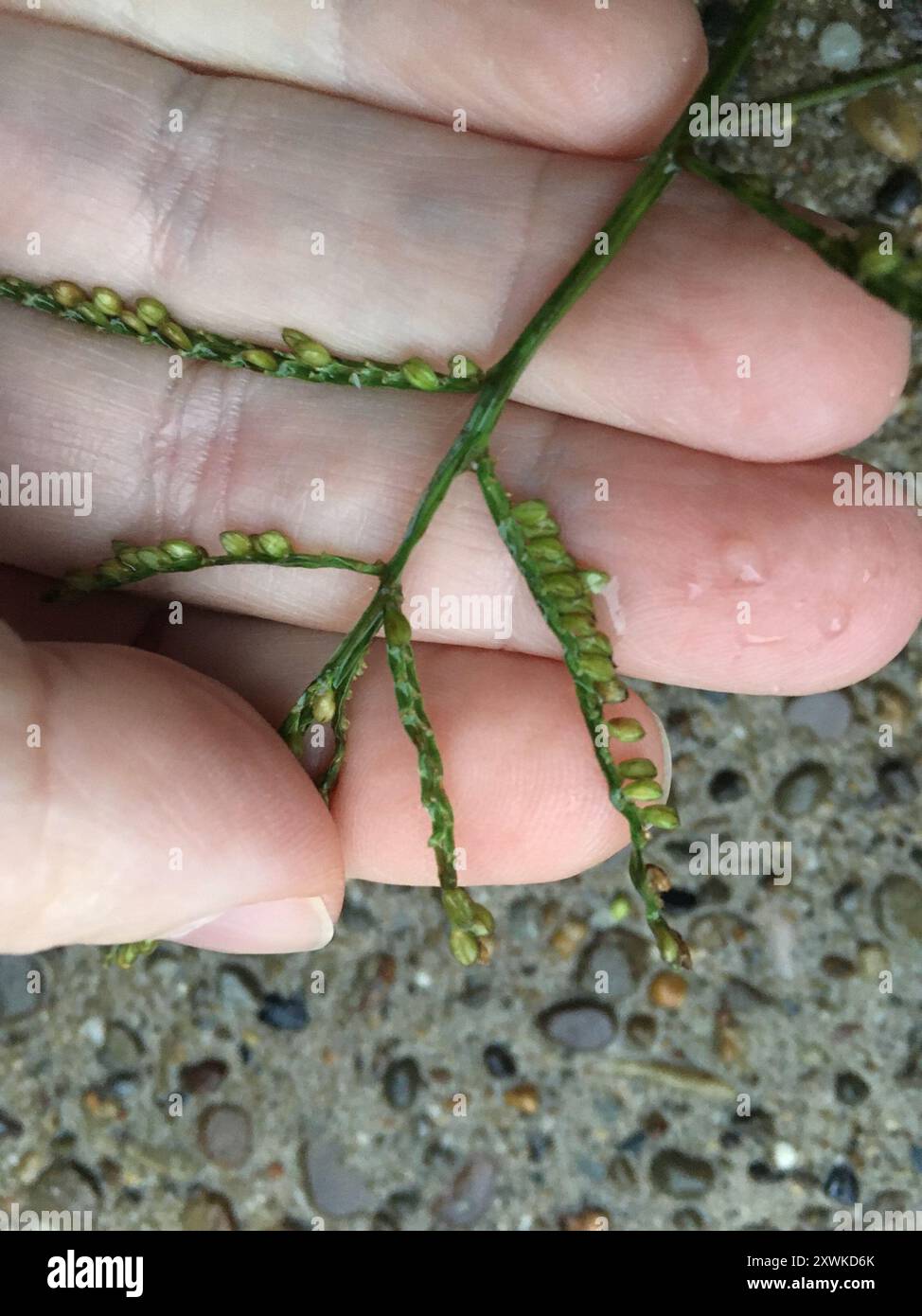 Field Paspalum (Paspalum laeve) Plantae Stock Photo - Alamy