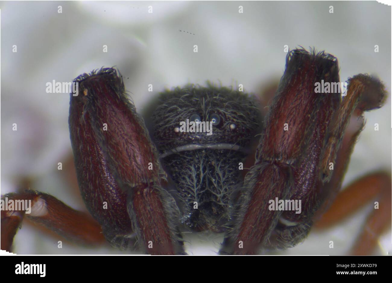 Palp footed spider hi-res stock photography and images - Alamy