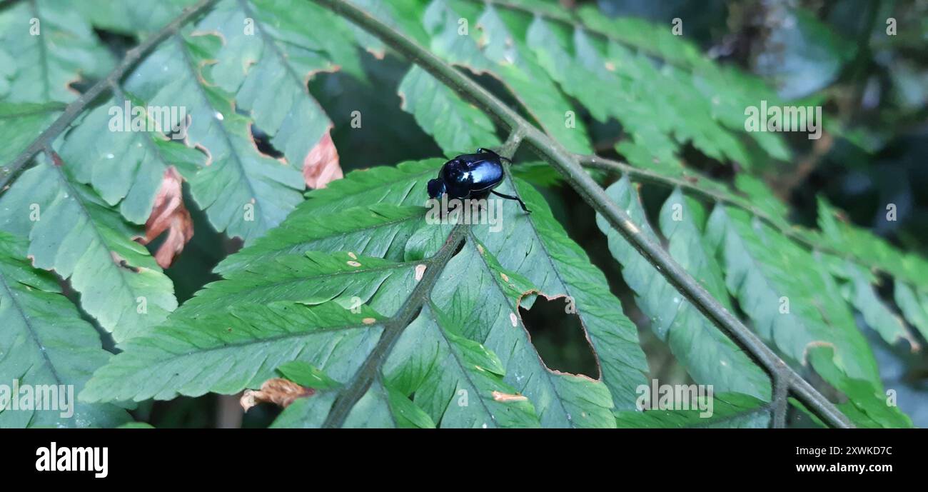 Dung Rollers (Canthon) Insecta Stock Photo - Alamy