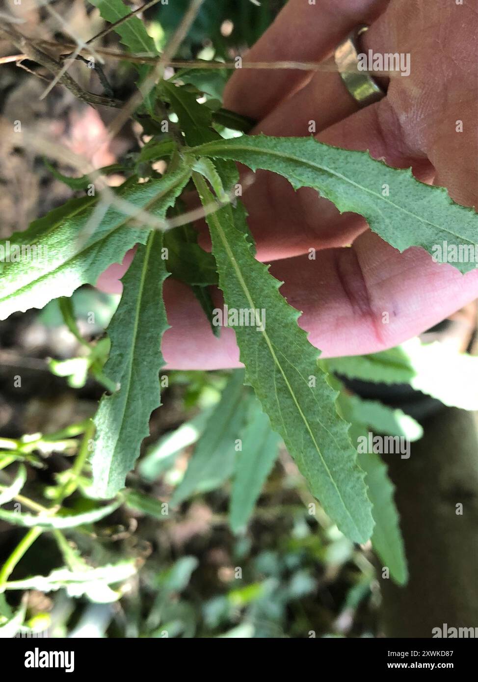 coastal burnweed (Senecio minimus) Plantae Stock Photo - Alamy