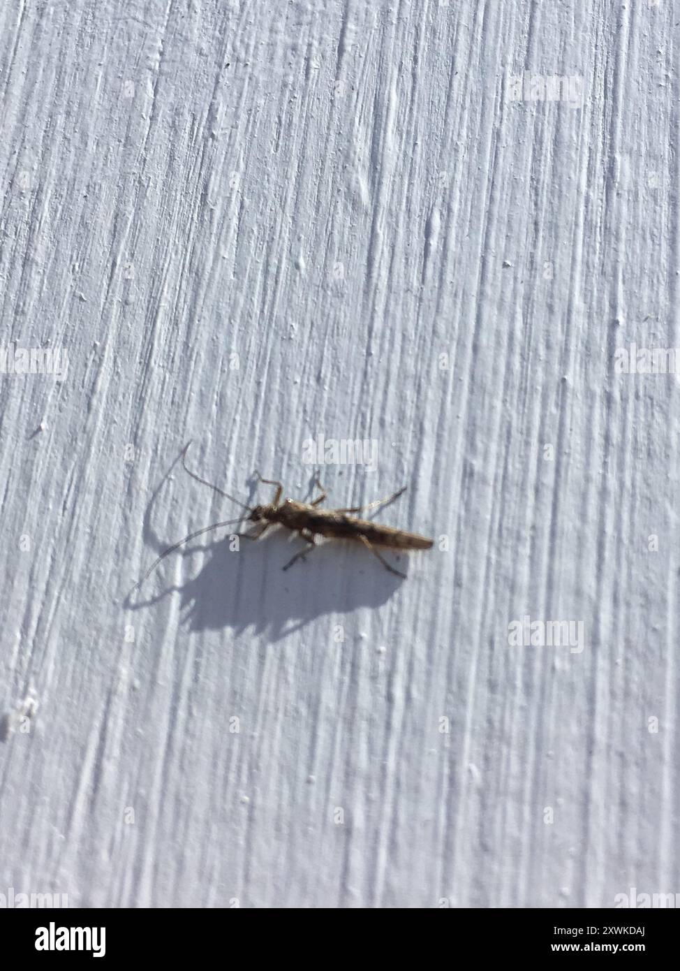 Stoneflies (Plecoptera) Insecta Stock Photo - Alamy