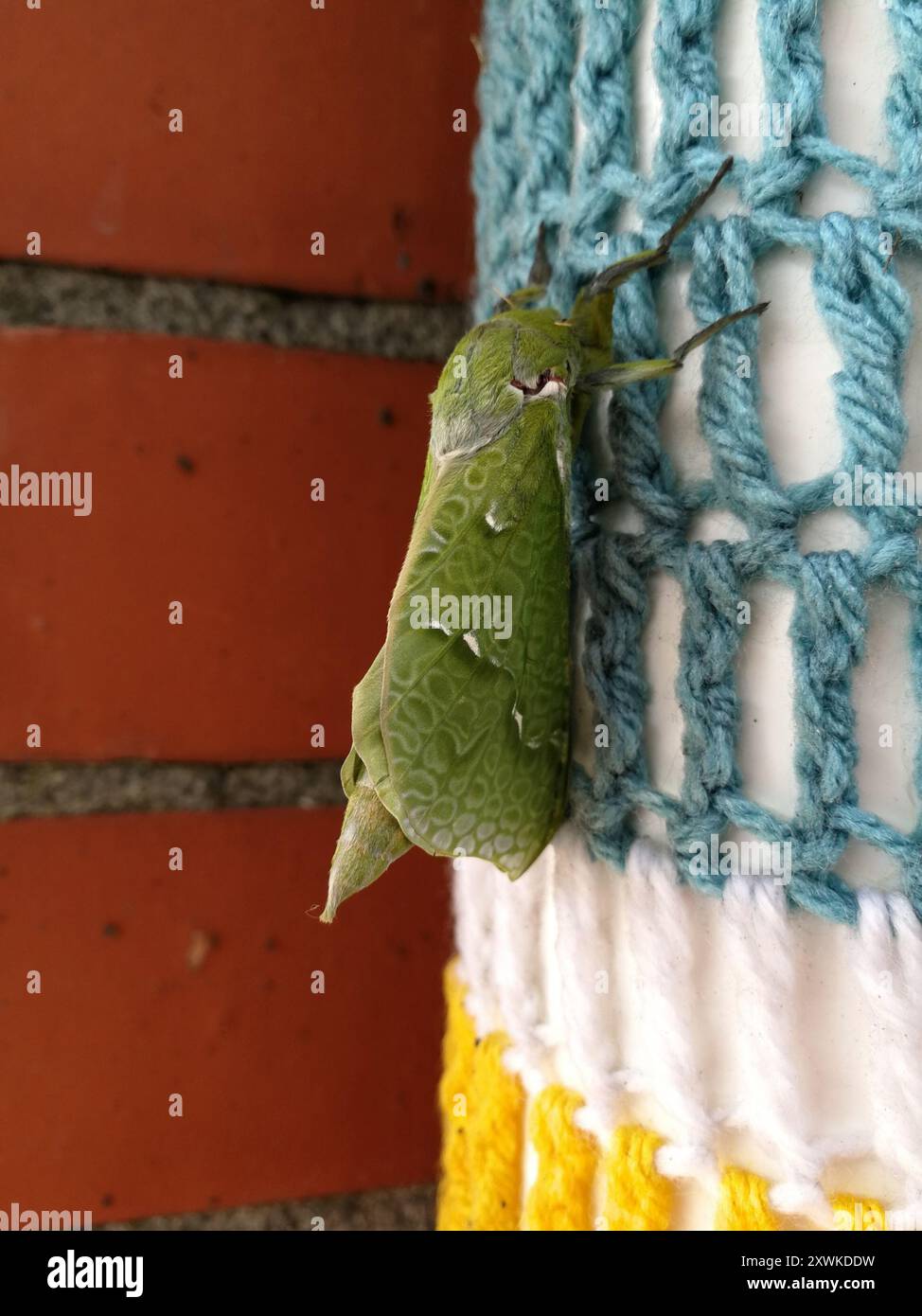 Puriri moth hi-res stock photography and images - Alamy