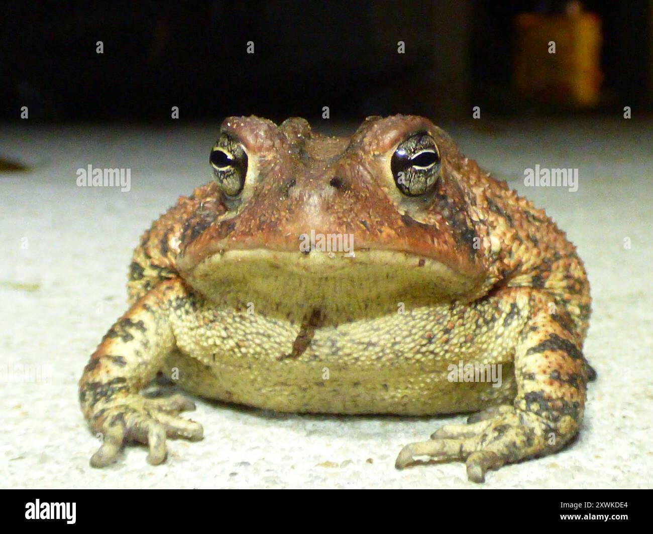 Southern Toad (Anaxyrus terrestris) Amphibia Stock Photo - Alamy