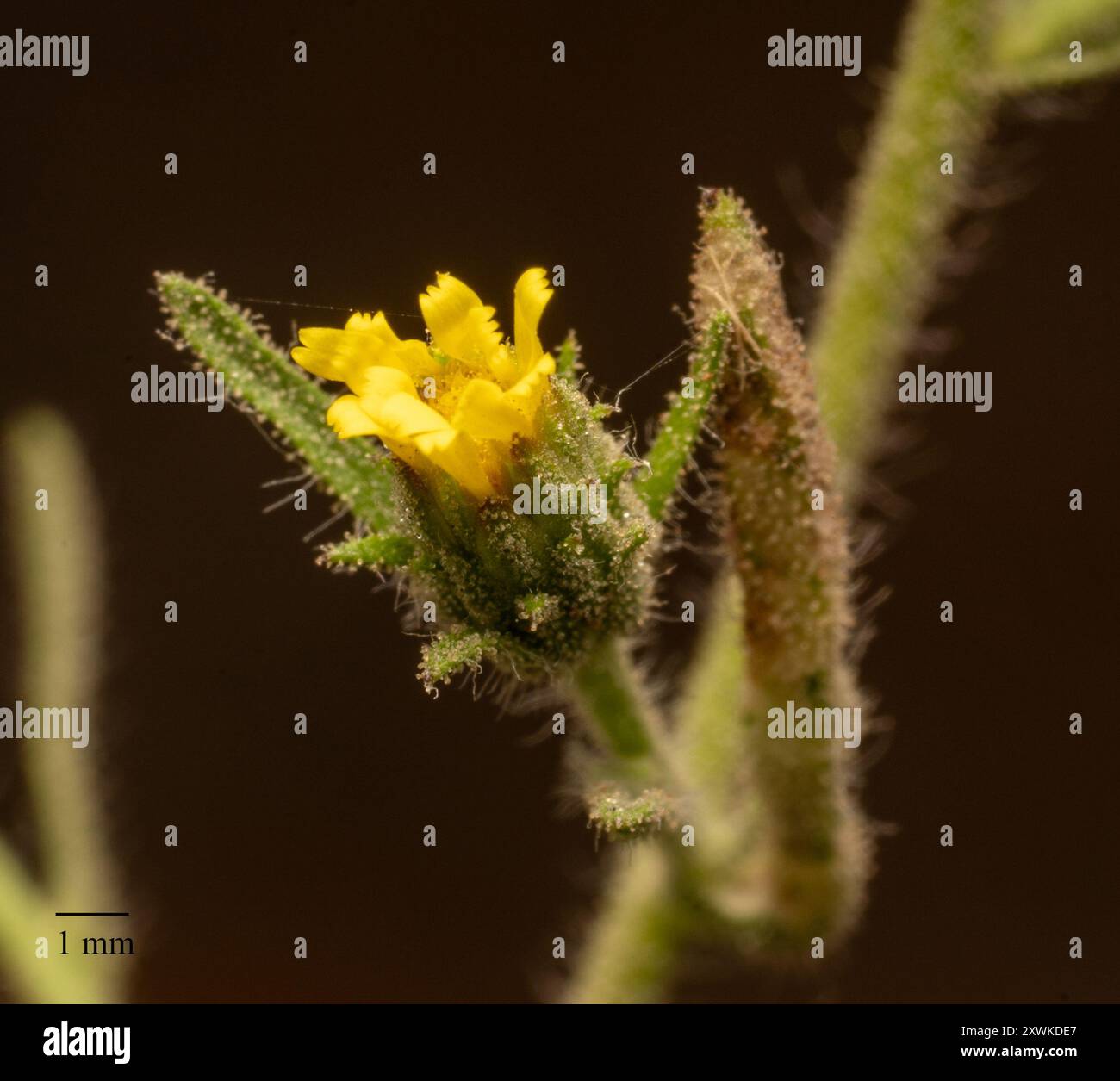 Stinkwort (Dittrichia graveolens) Plantae Stock Photo - Alamy