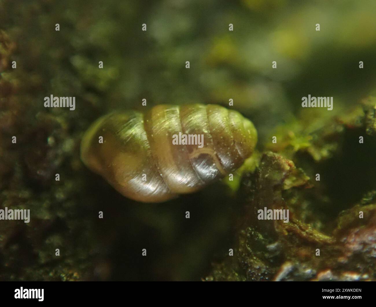 Common Chrysalis-Snail (Lauria cylindracea) Mollusca Stock Photo - Alamy