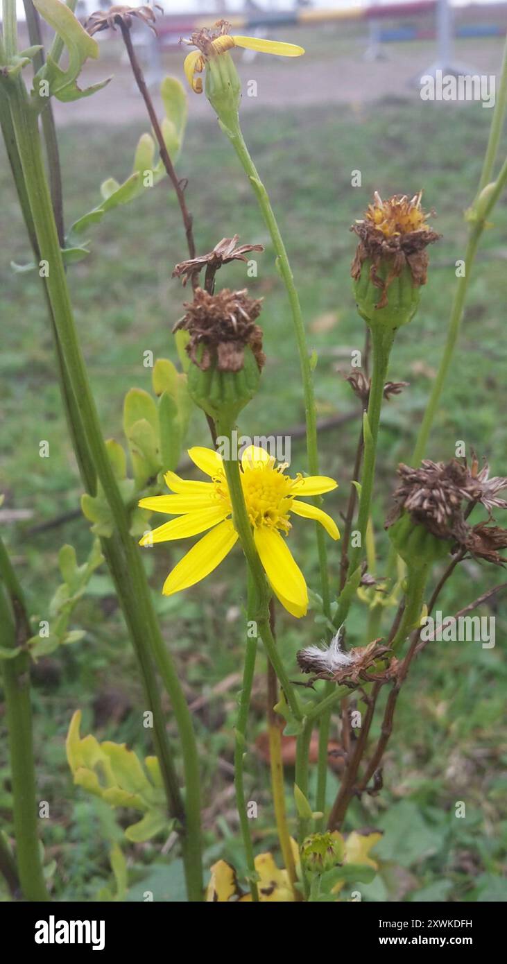 Marsh Ragwort (Jacobaea aquatica) Plantae Stock Photo - Alamy