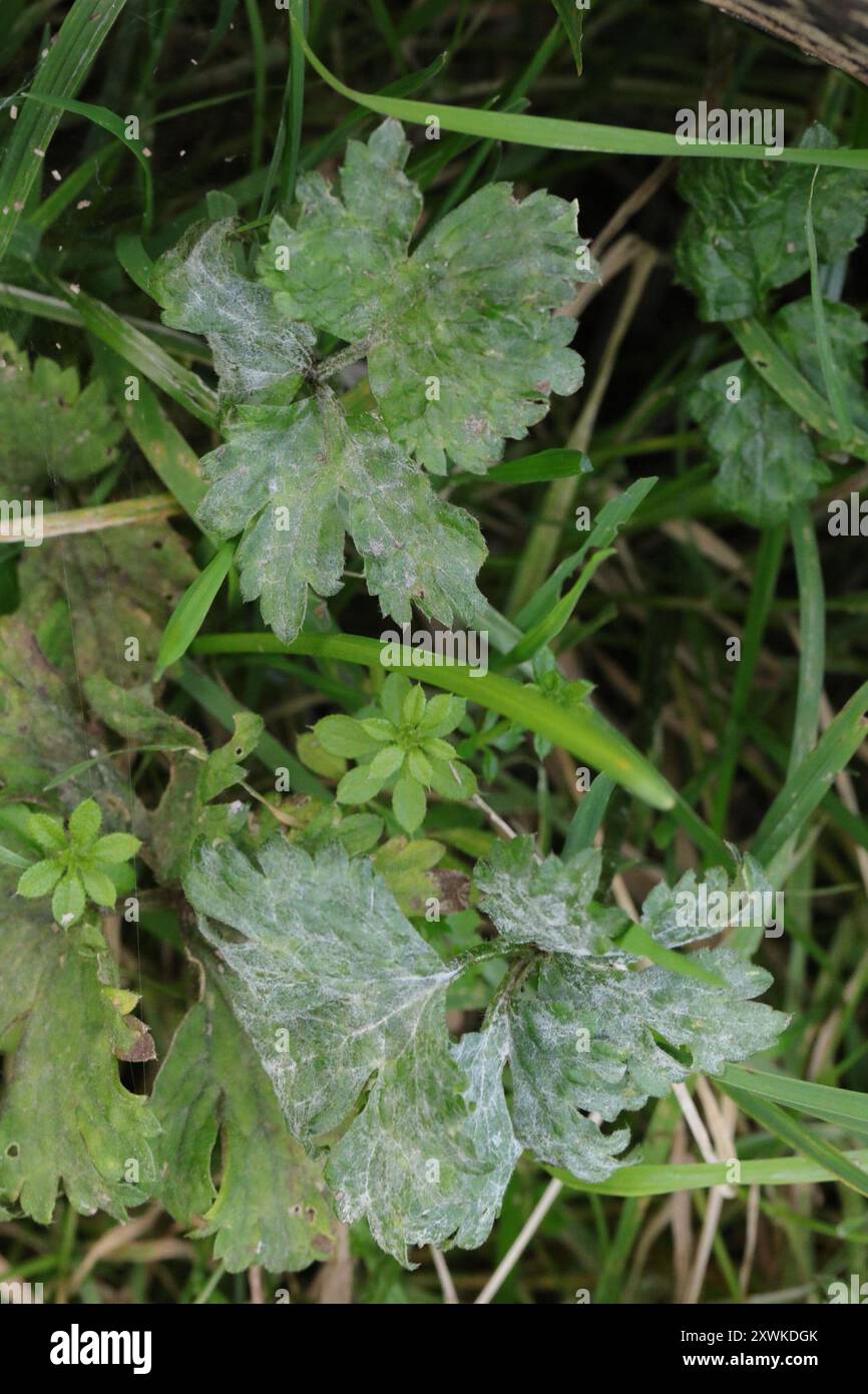 Buttercup Powdery Mildew (Erysiphe aquilegiae ranunculi) Fungi Stock ...