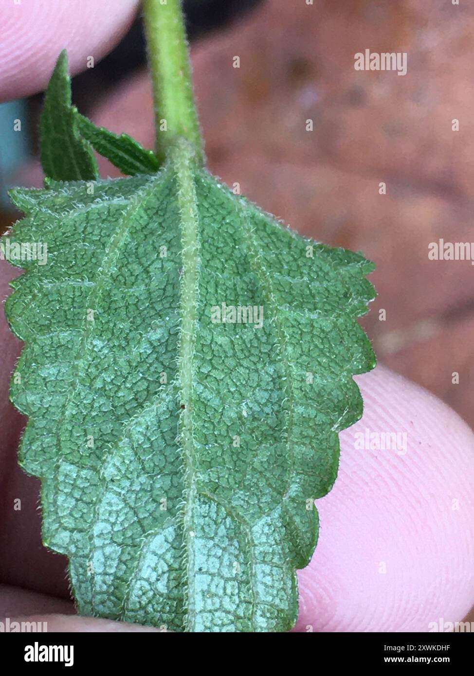 smaller white snakeroot (Ageratina aromatica) Plantae Stock Photo - Alamy
