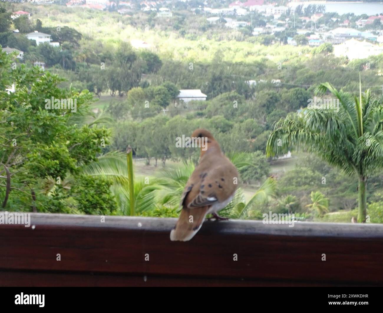 Zenaida Dove (Zenaida aurita) Aves Stock Photo - Alamy