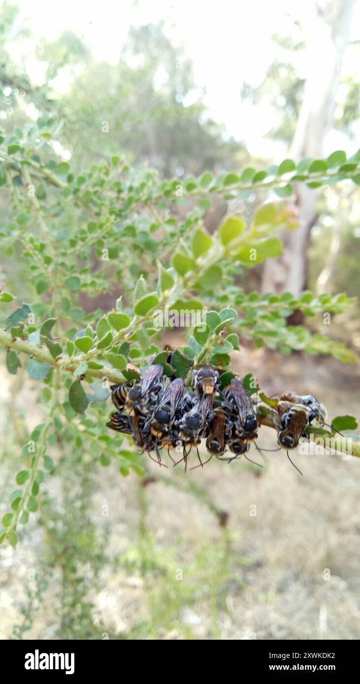 Nomia bee hi-res stock photography and images - Alamy