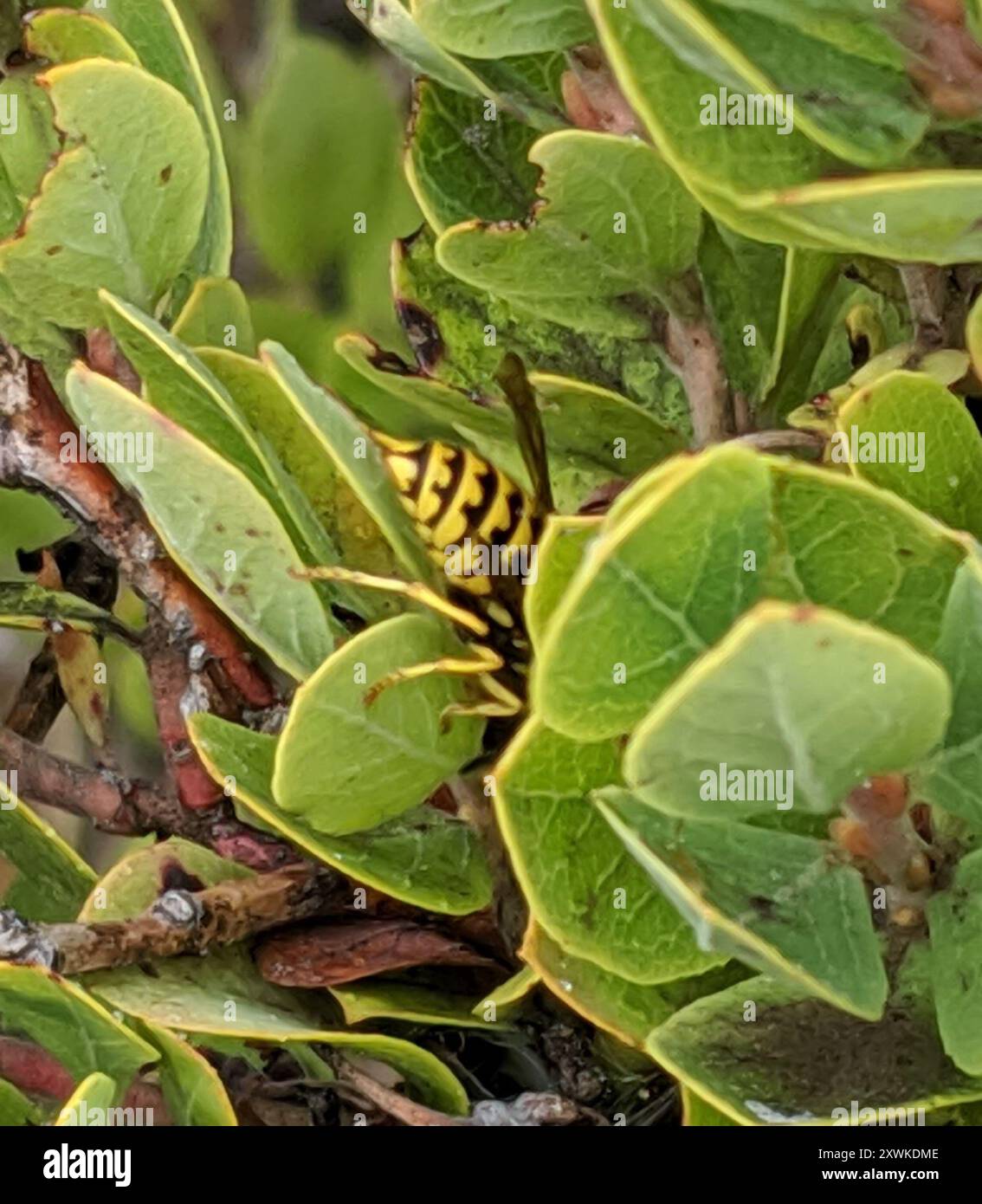 Western Yellowjacket (Vespula pensylvanica) Insecta Stock Photo - Alamy