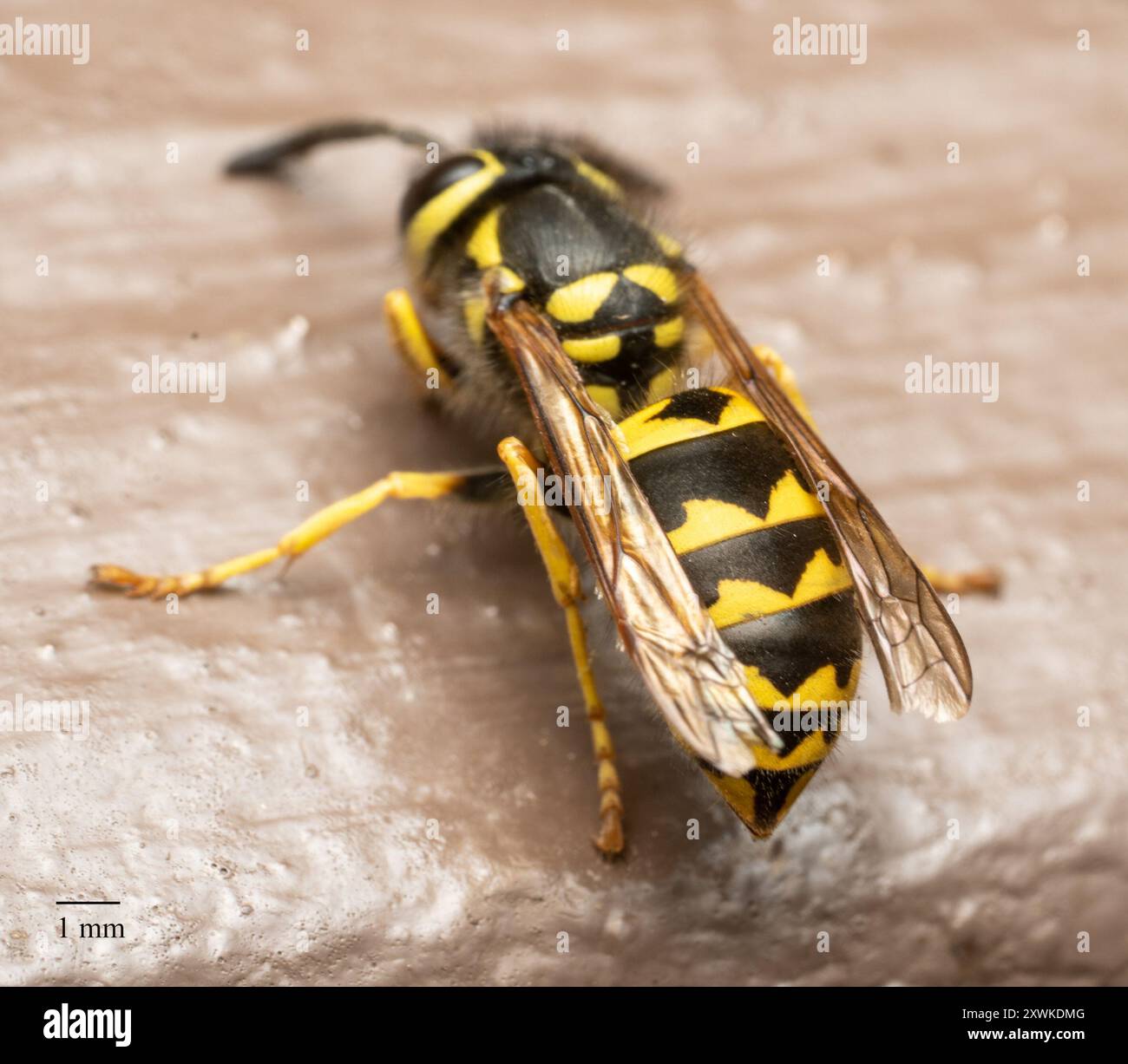 Western Yellowjacket (Vespula pensylvanica) Insecta Stock Photo - Alamy