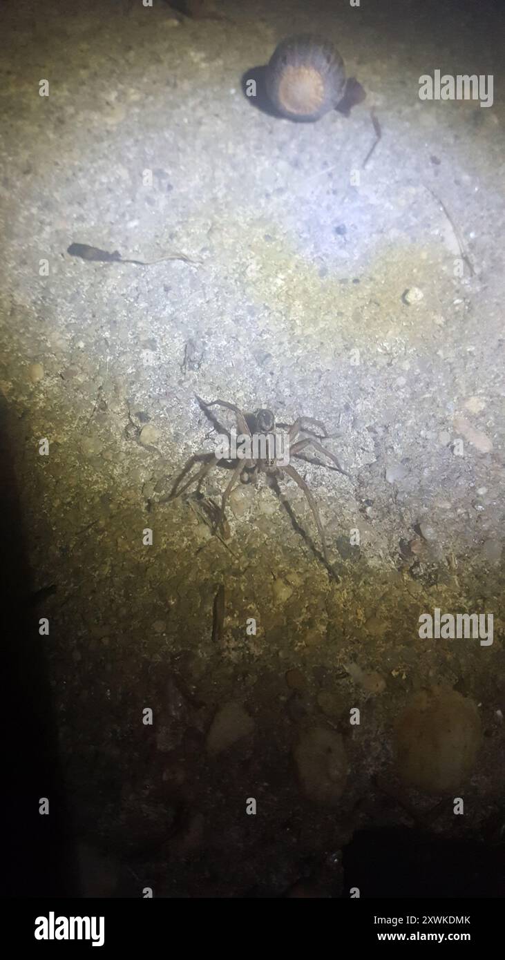 Wetland Giant Wolf Spider (Tigrosa helluo) Arachnida Stock Photo - Alamy