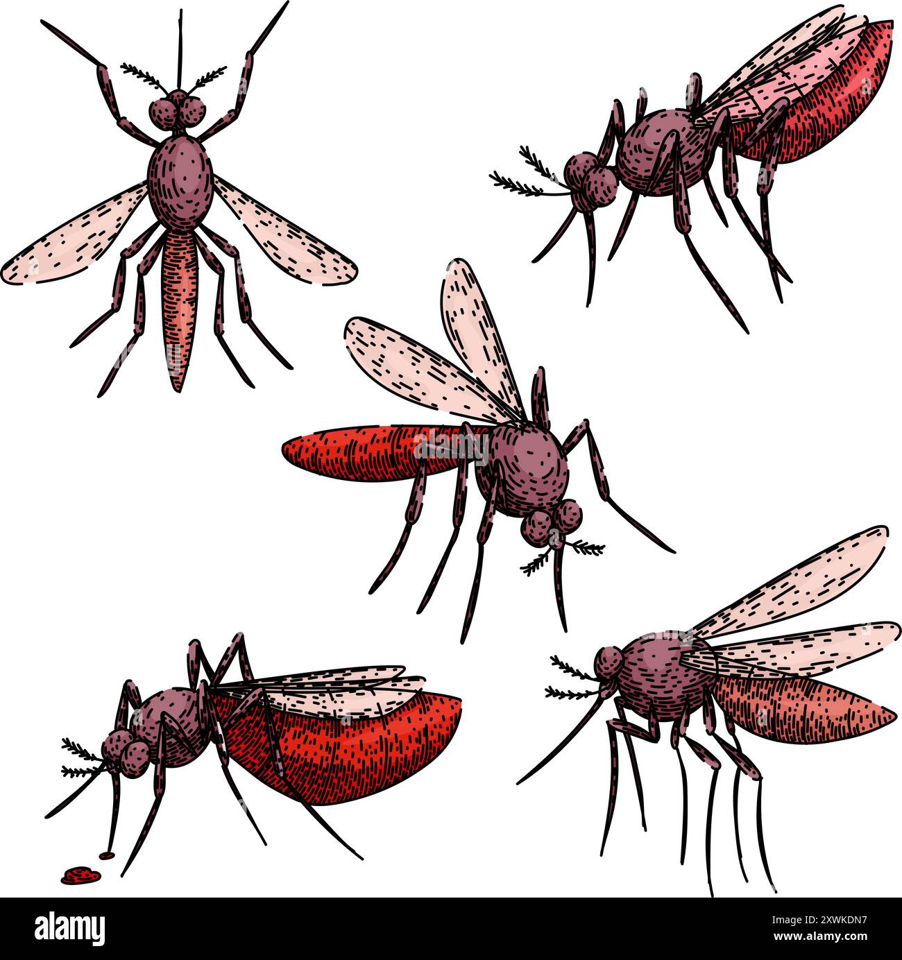 mosquito set sketch hand drawn vector Stock Vector Image & Art - Alamy