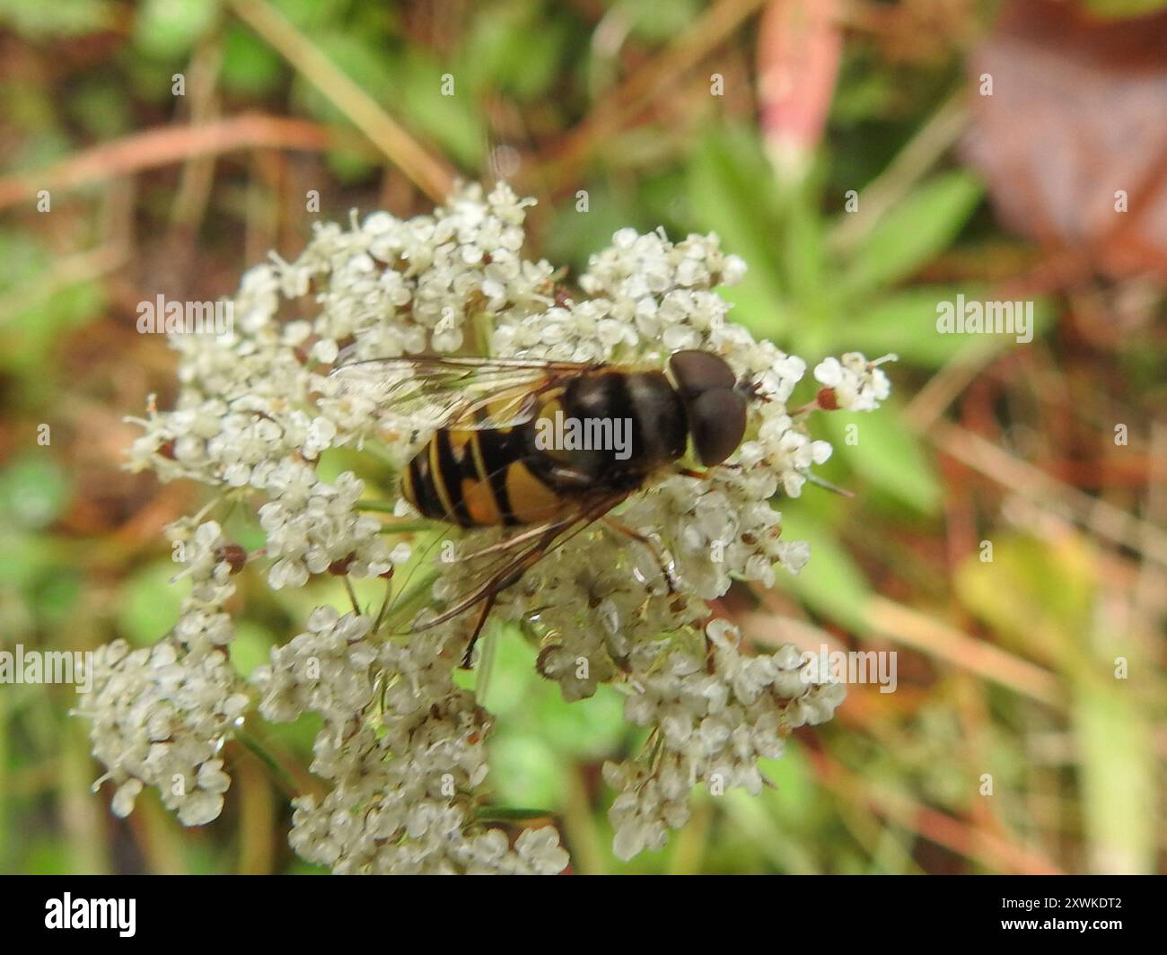 Transverse banded flower fly hi-res stock photography and images - Alamy