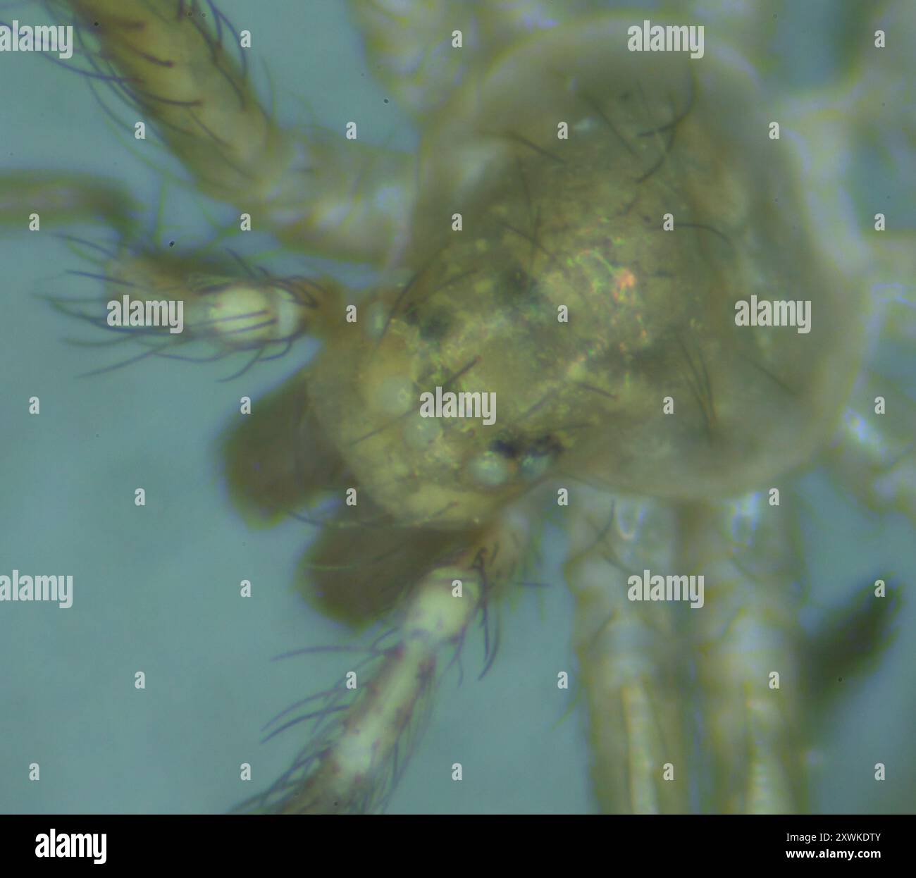 Mediterranean recluse (Loxosceles rufescens) Arachnida Stock Photo - Alamy