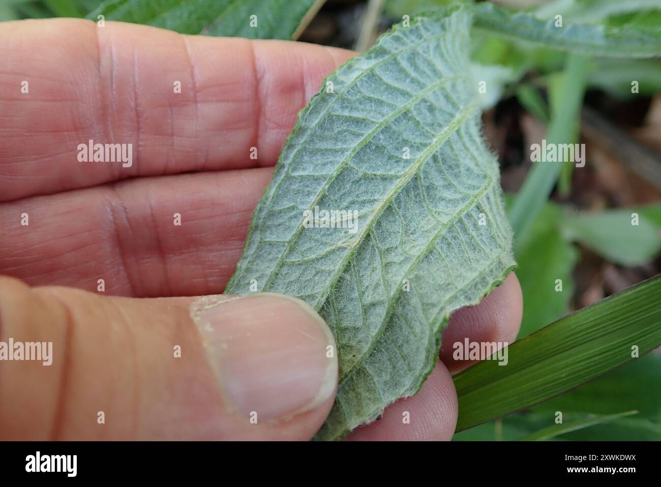 Pale Everlasting (Helichrysum pallidum) Plantae Stock Photo - Alamy