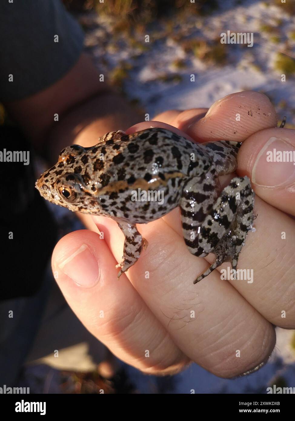 Gopher Frog (Lithobates capito) Amphibia Stock Photo - Alamy