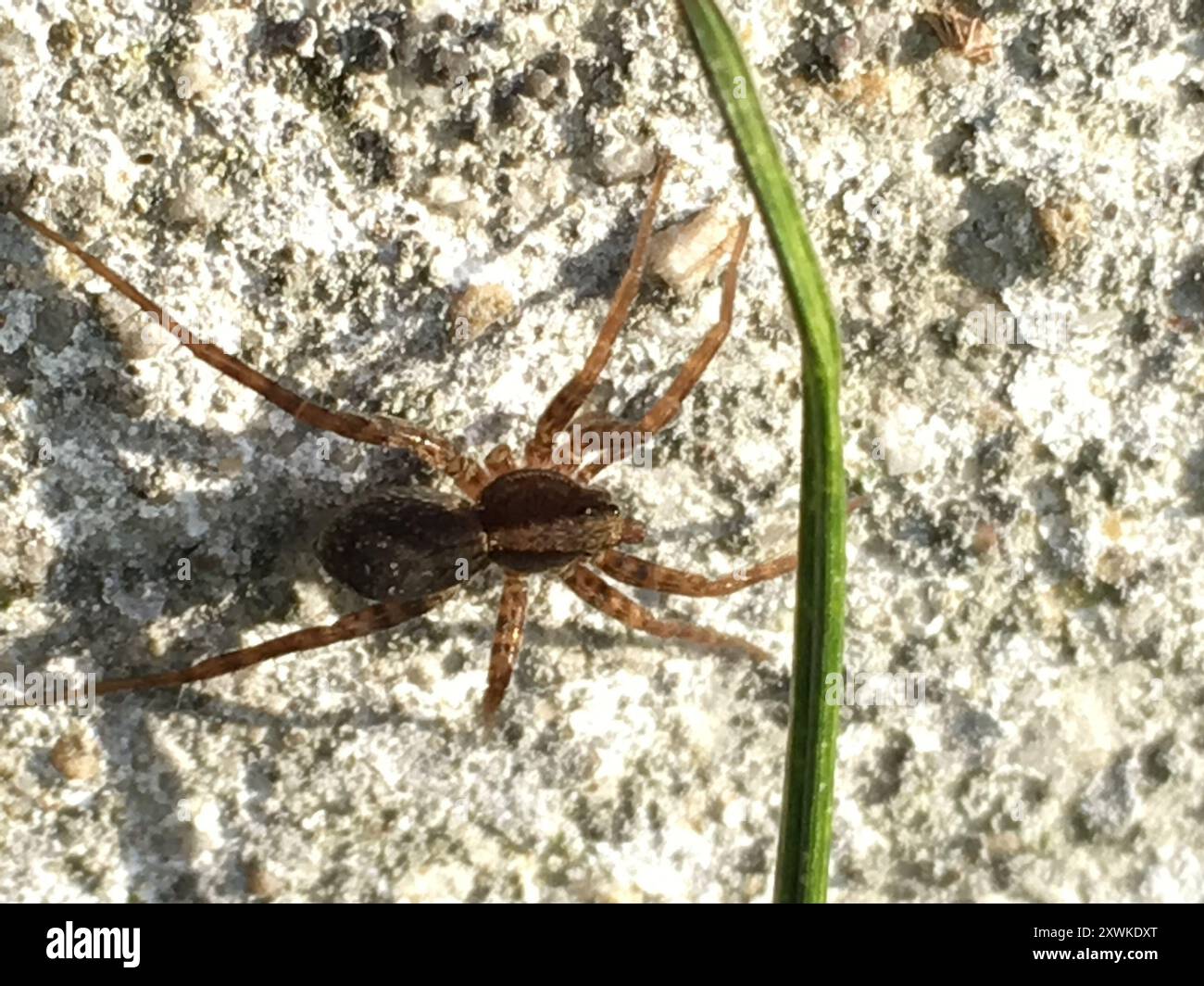Thin-legged Wolf Spiders (Pardosa) Arachnida Stock Photo - Alamy