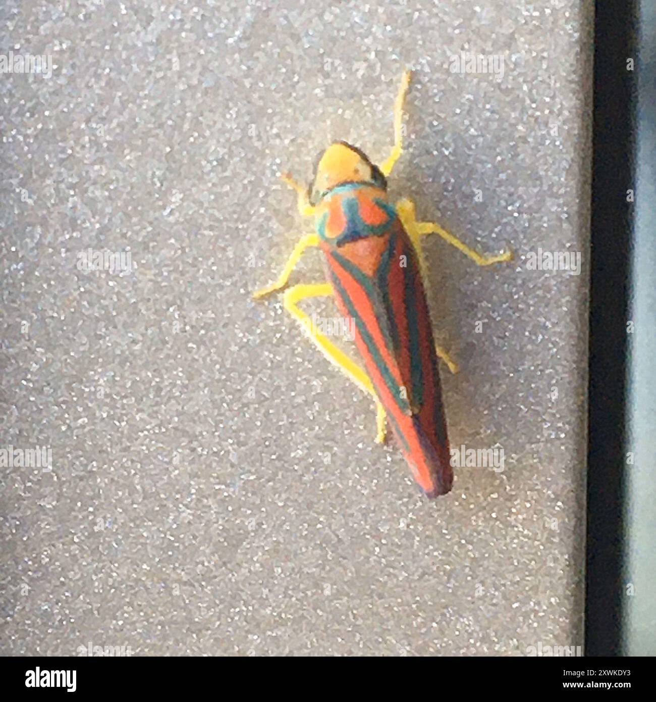 Red-banded Leafhopper (Graphocephala coccinea) Insecta Stock Photo - Alamy