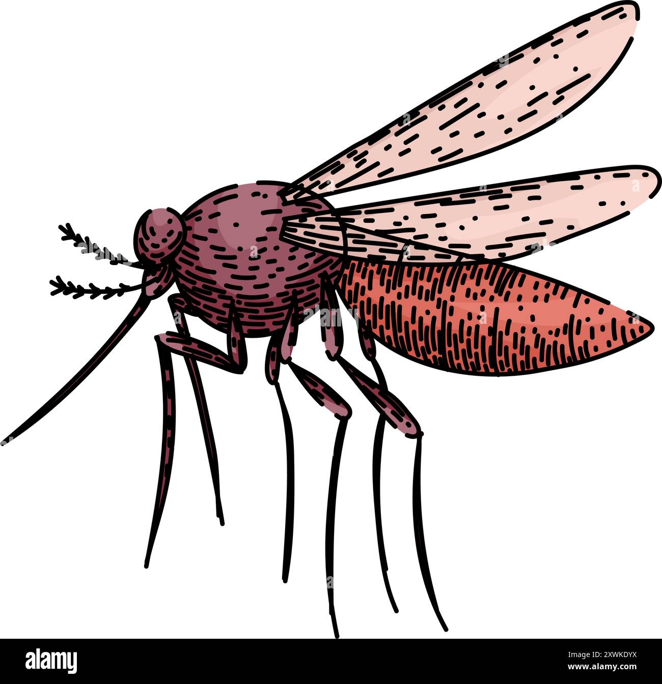 dengue mosquito sketch hand drawn vector Stock Vector Image & Art - Alamy