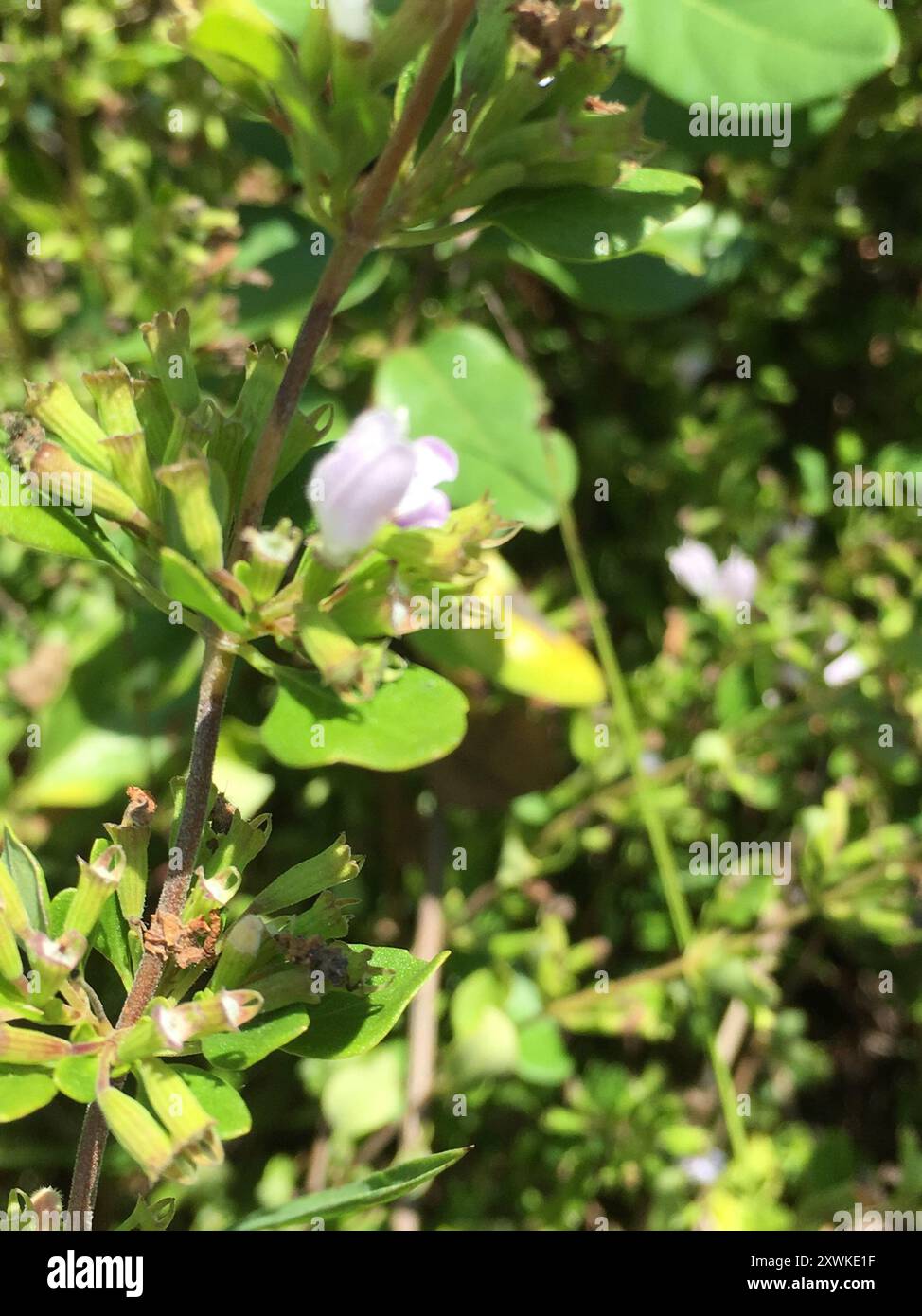 Georgia calamint (Clinopodium carolinianum) Plantae Stock Photo - Alamy
