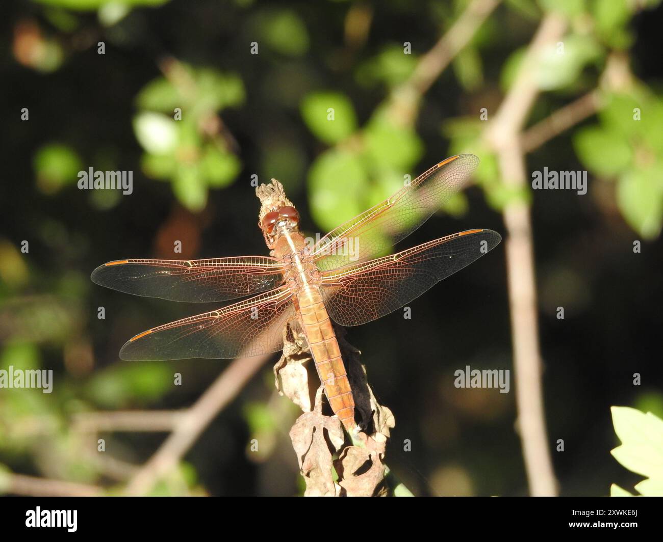 Flame Skimmer (Libellula saturata) Insecta Stock Photo - Alamy