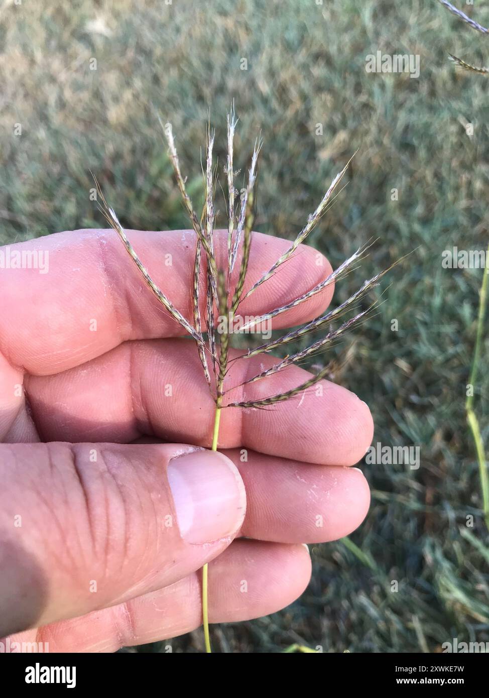 King Ranch bluestem (Bothriochloa ischaemum) Plantae Stock Photo - Alamy