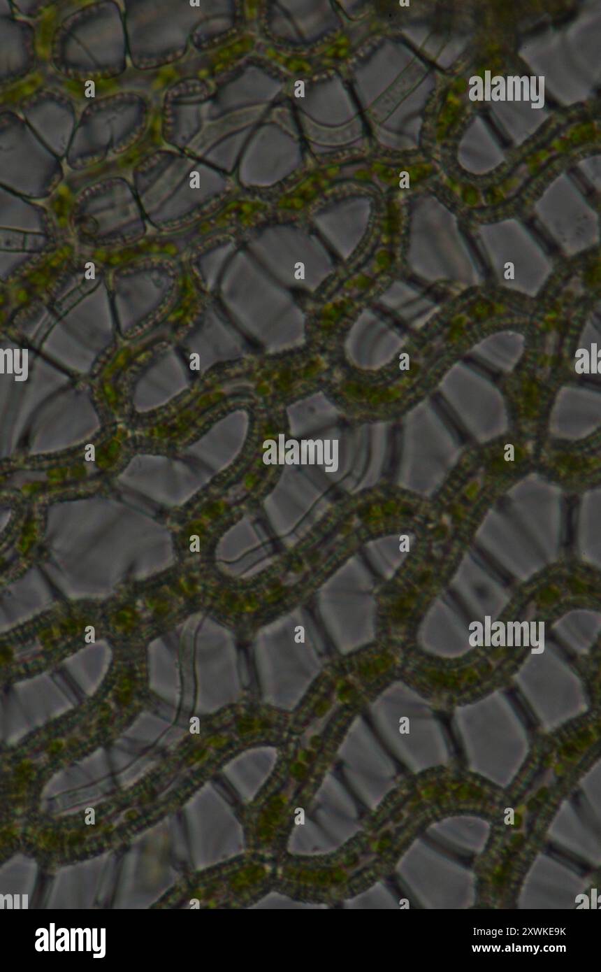 Papillose Peatmoss (Sphagnum papillosum) Plantae Stock Photo - Alamy