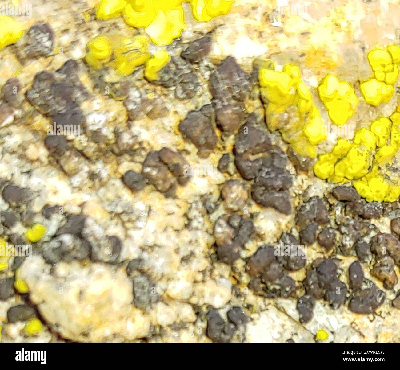 cobblestone lichens (Acarospora) Fungi Stock Photo - Alamy