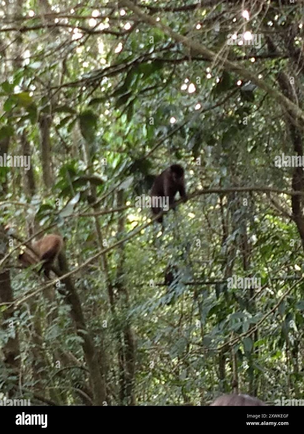 Black capuchin (Sapajus nigritus) Mammalia Stock Photo - Alamy