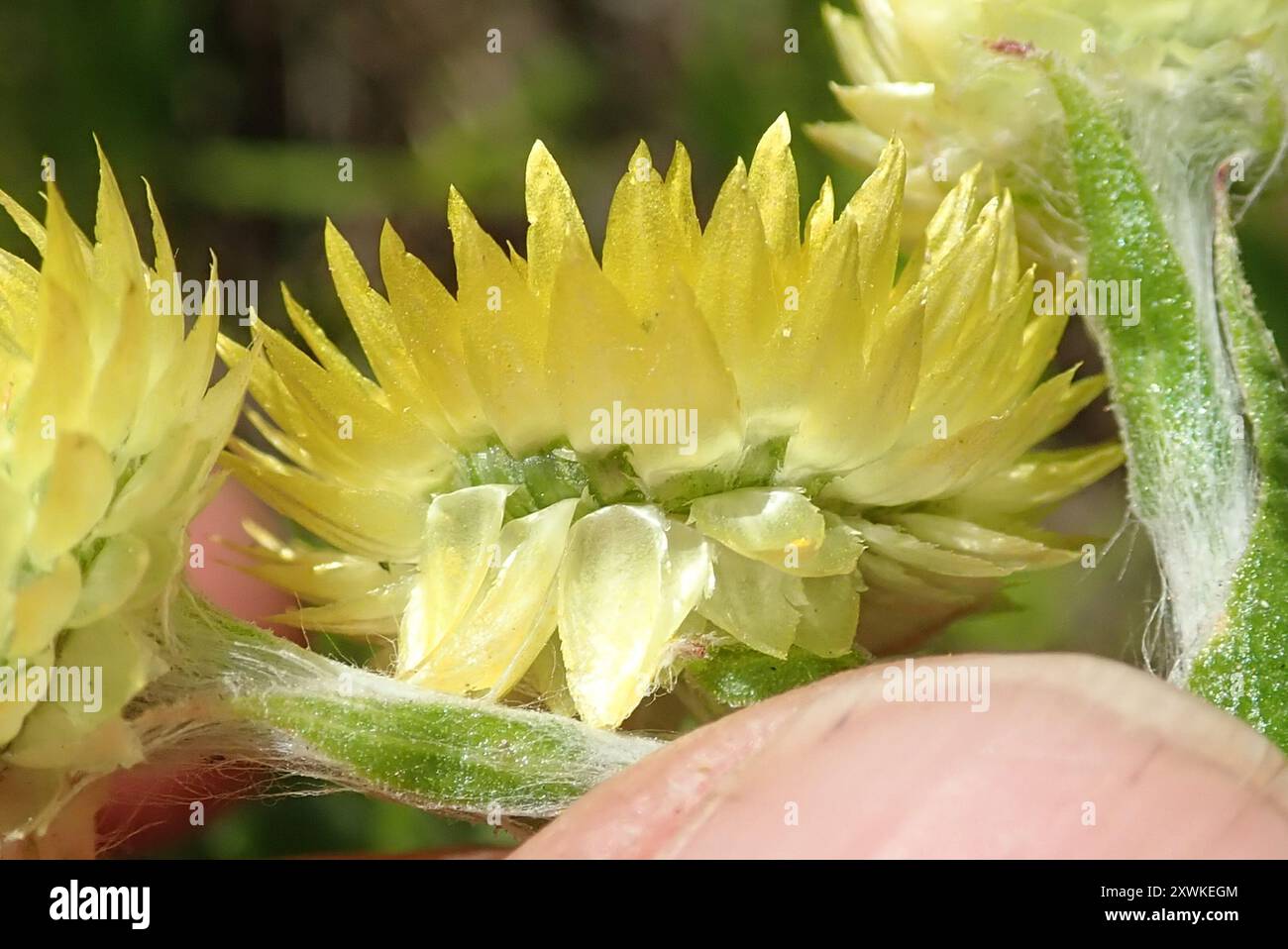 Helichrysum cooperi hi-res stock photography and images - Alamy