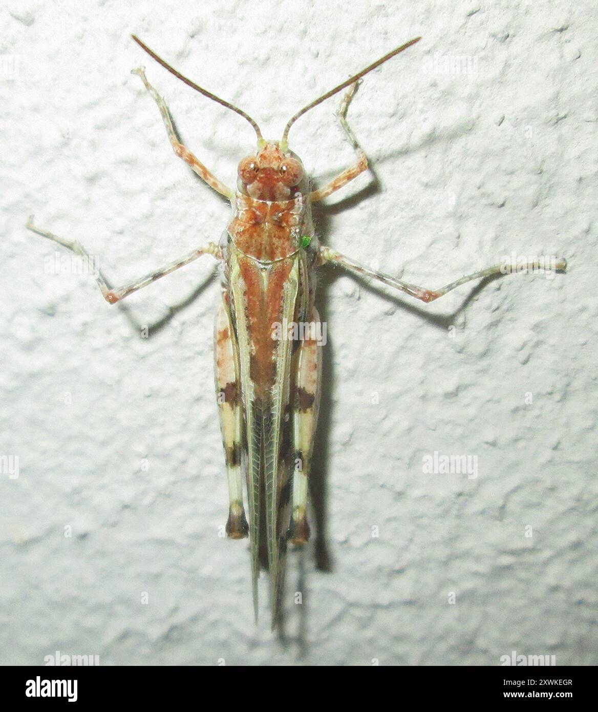 Acrotylus hi-res stock photography and images - Alamy