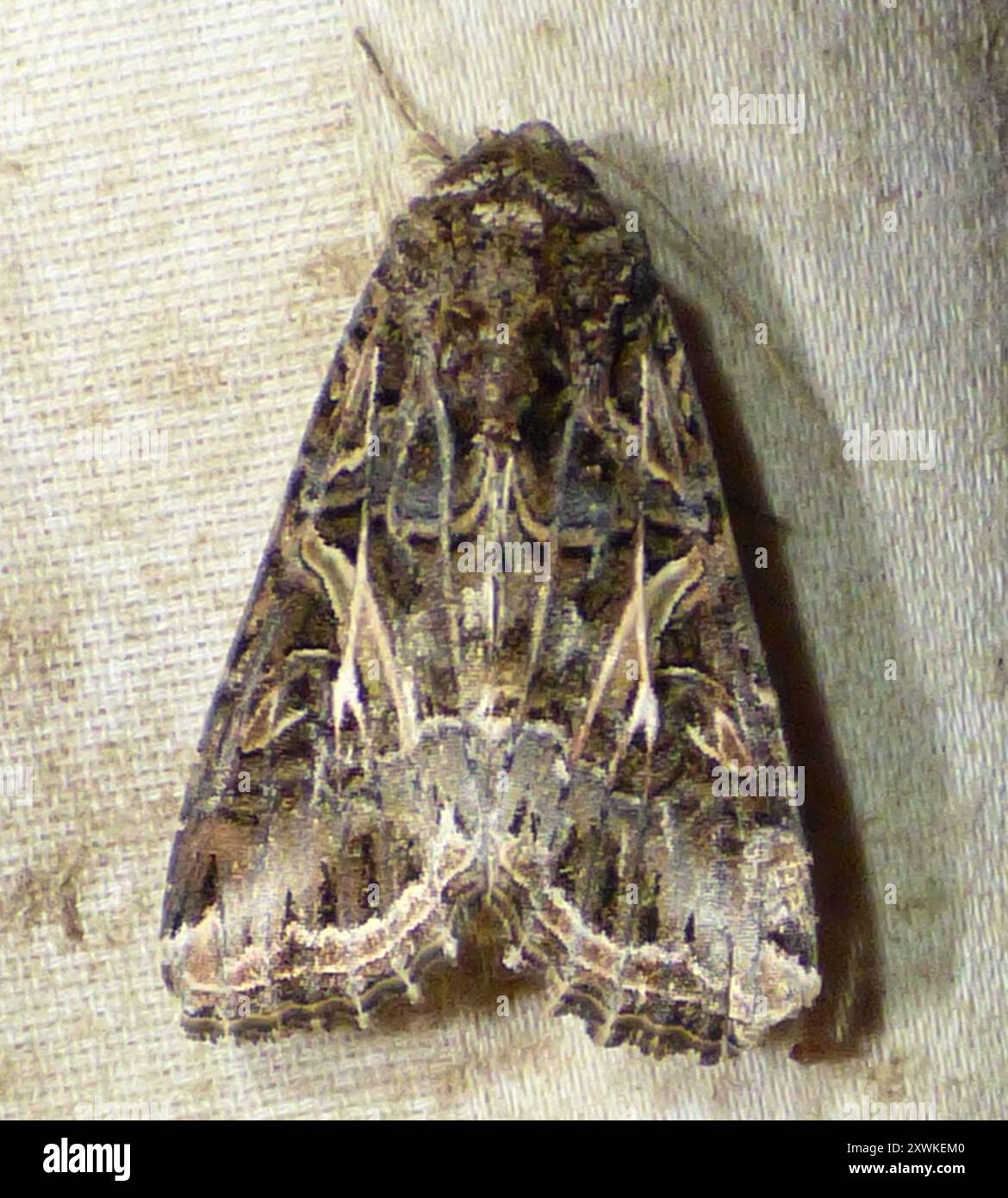Yellow-striped Armyworm Moth (Spodoptera ornithogalli) Insecta Stock ...