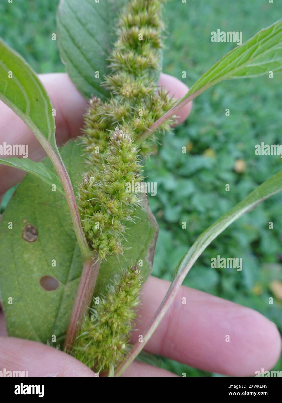 powell's amaranth (Amaranthus powellii) Plantae Stock Photo - Alamy