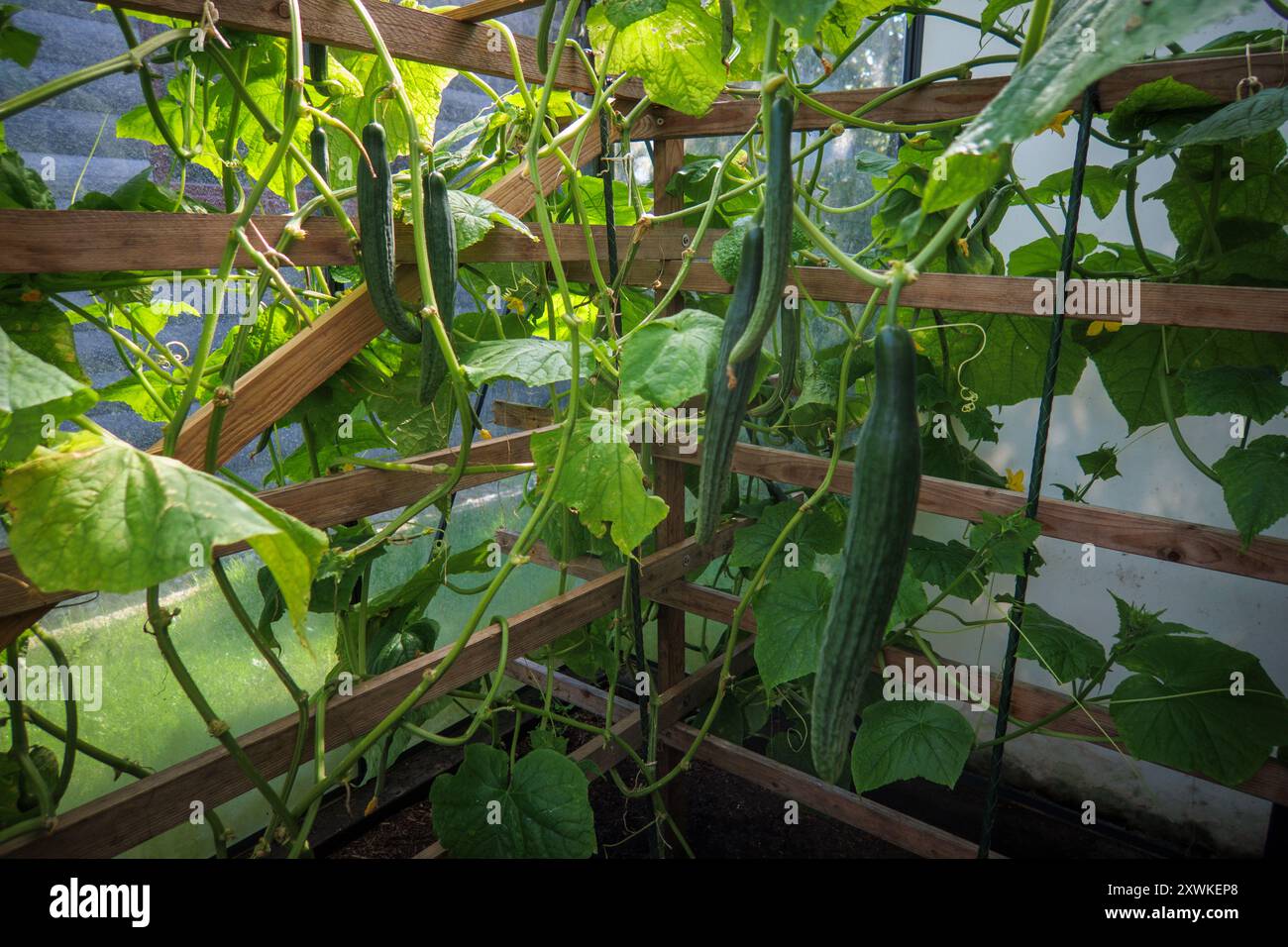 Cucumbers plants isolated on white hi-res stock photography and images ...
