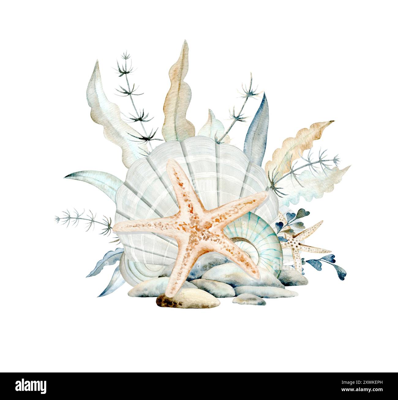 Composition of sea shells, pebbles and seaweed watercolor drawing. Hand ...