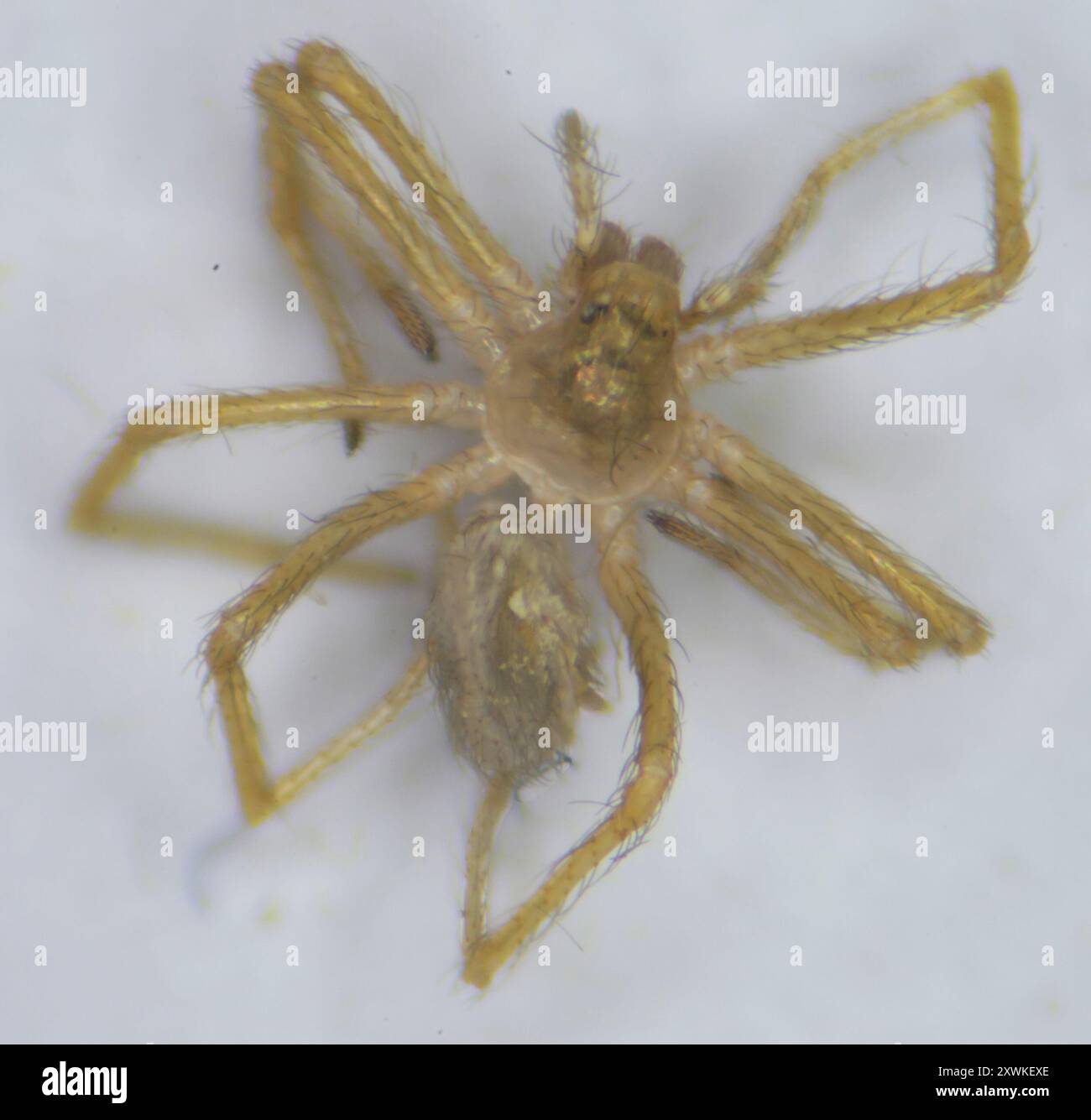 Mediterranean recluse (Loxosceles rufescens) Arachnida Stock Photo - Alamy
