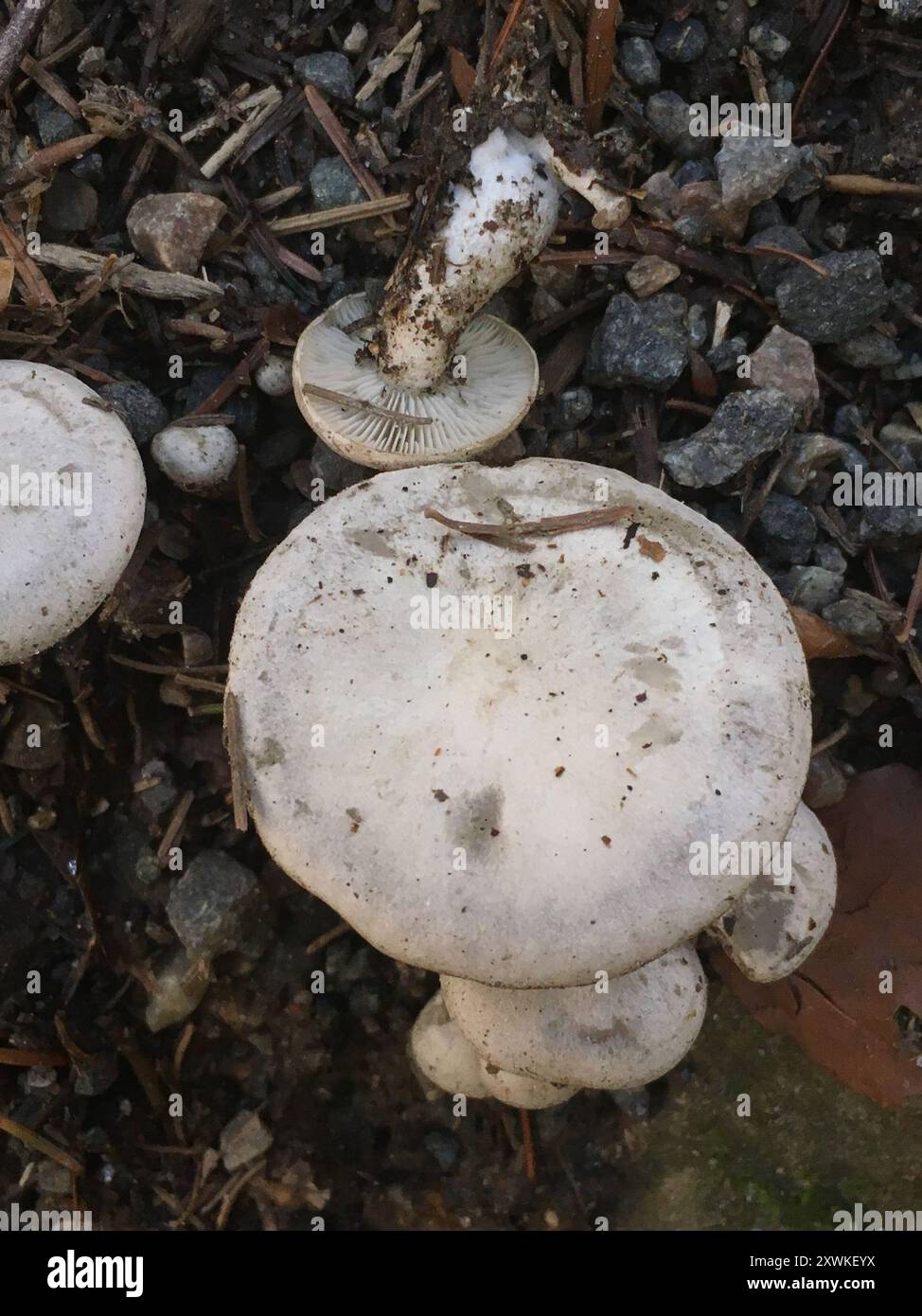 Large White Leucopax (Leucopaxillus albissimus) Fungi Stock Photo - Alamy